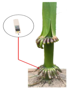 Unveiling Prop Roots: The Hidden Genes Behind Plant Stability and Their ...